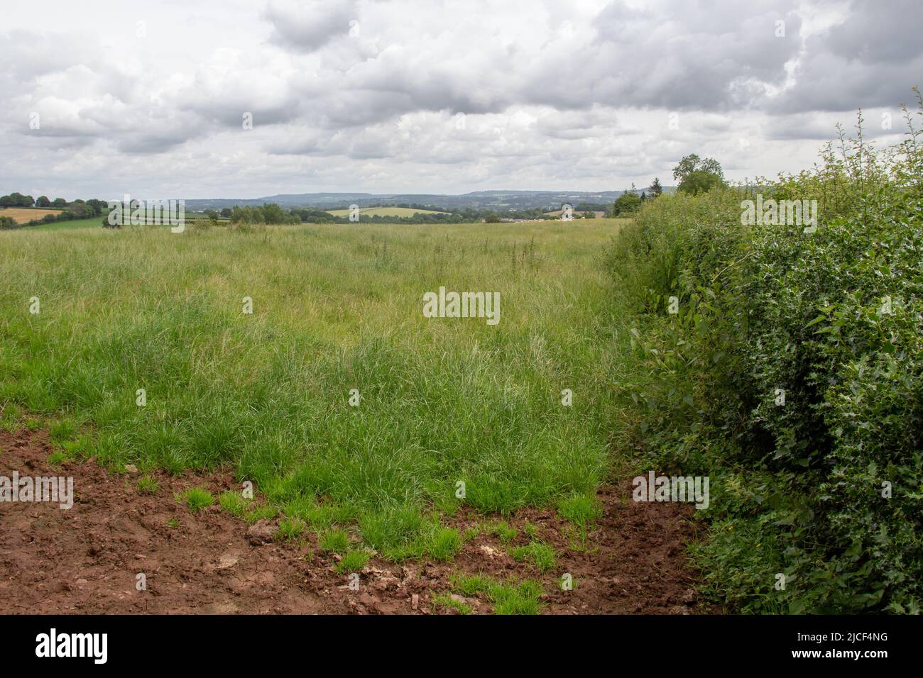 green hedge and green field with a grey cloudy sky Stock Photo - Alamy