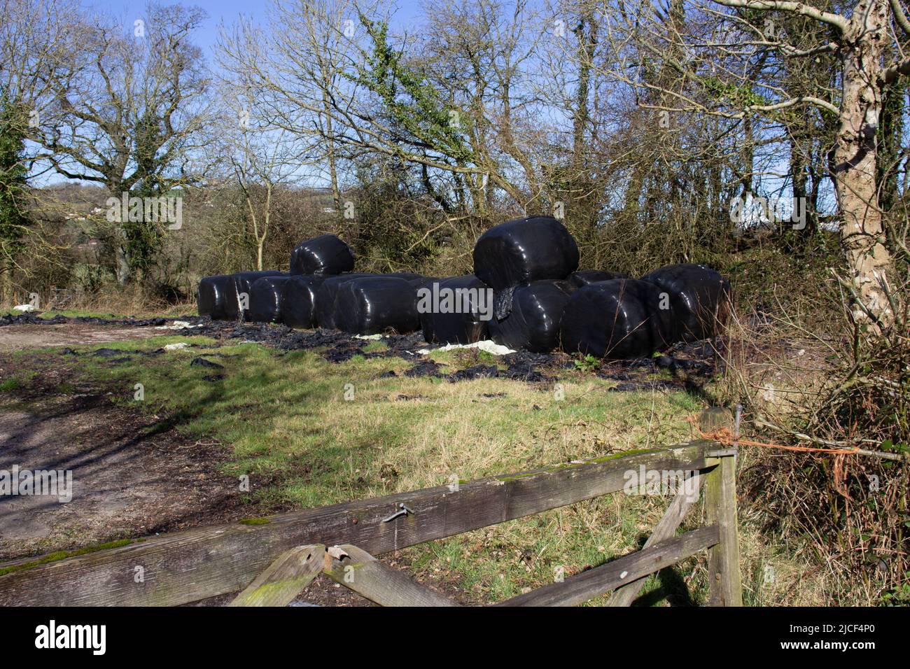 hay bales wrapped in plastic and left at the edge of field with trees ...