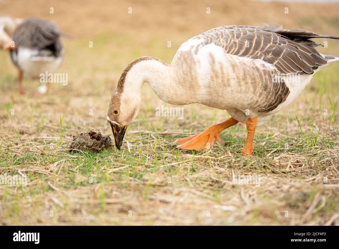 On fence gooses hi-res stock photography and images - Alamy