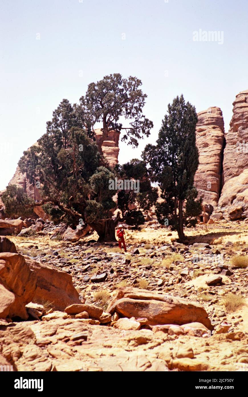 Ancient Cypress tarout trees ( cupressus dupreziana) growing at Tamrit ...