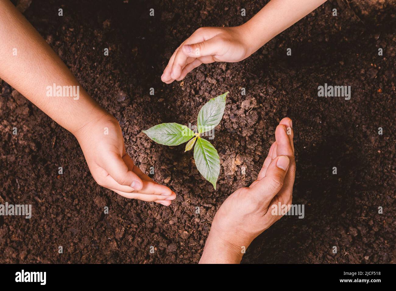 A small tree and hands are planting trees tenderly Stock Photo - Alamy