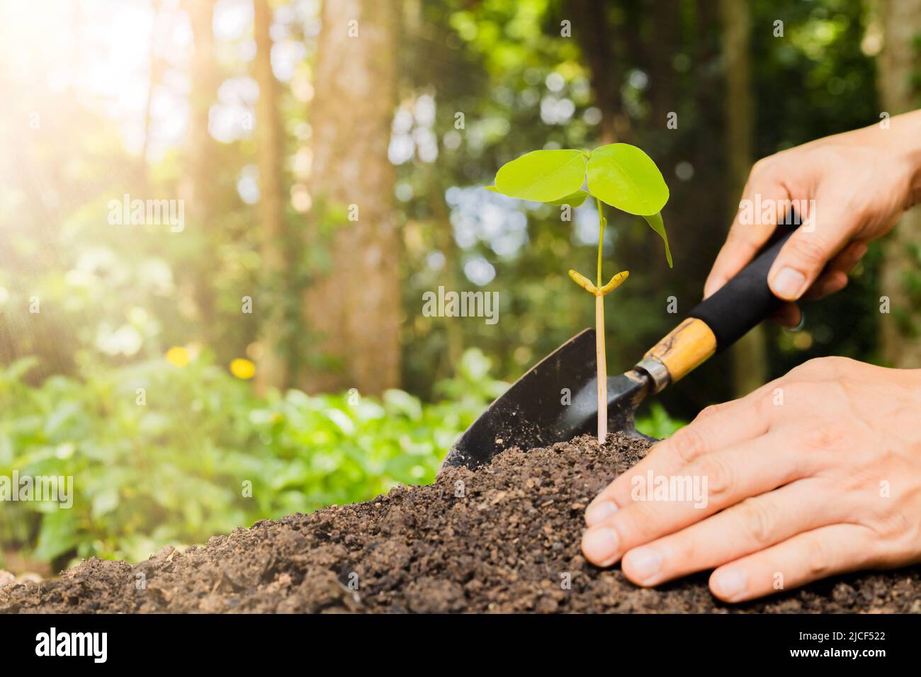 A small tree and hands are planting trees tenderly Stock Photo - Alamy