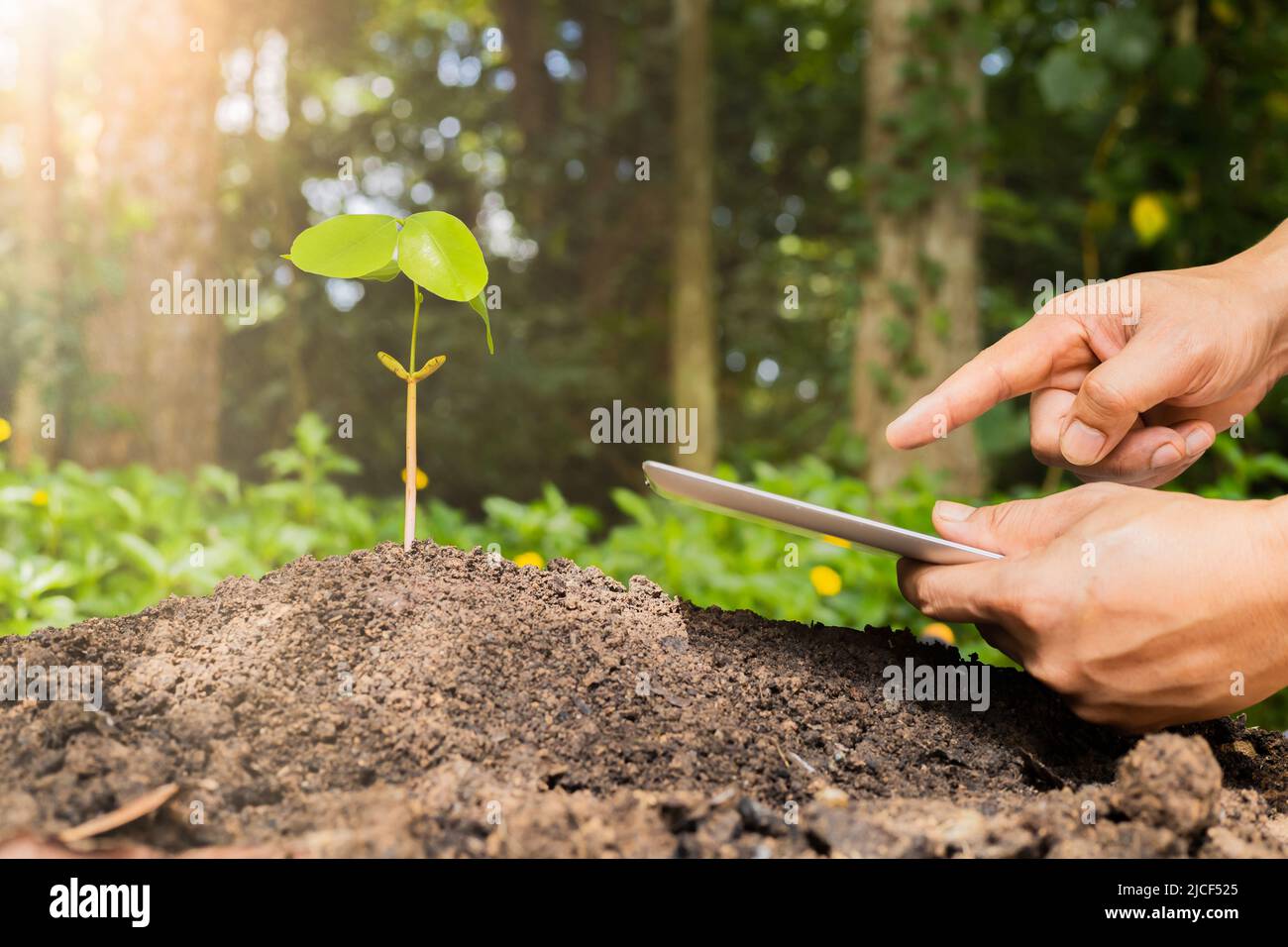 A small tree and hands are planting trees tenderly Stock Photo - Alamy