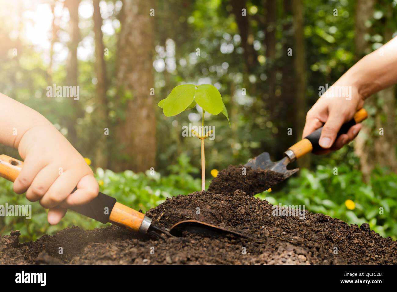 A small tree and hands are planting trees tenderly Stock Photo - Alamy