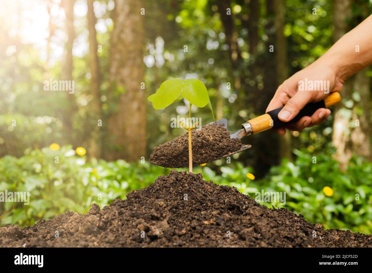 A small tree and hands are planting trees tenderly Stock Photo - Alamy