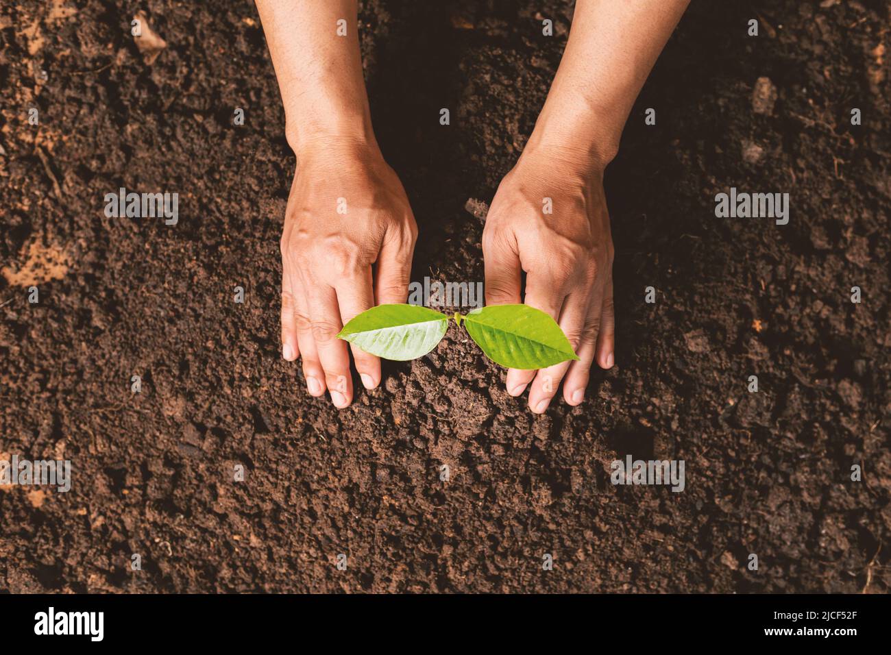 A small tree and hands are planting trees tenderly Stock Photo - Alamy
