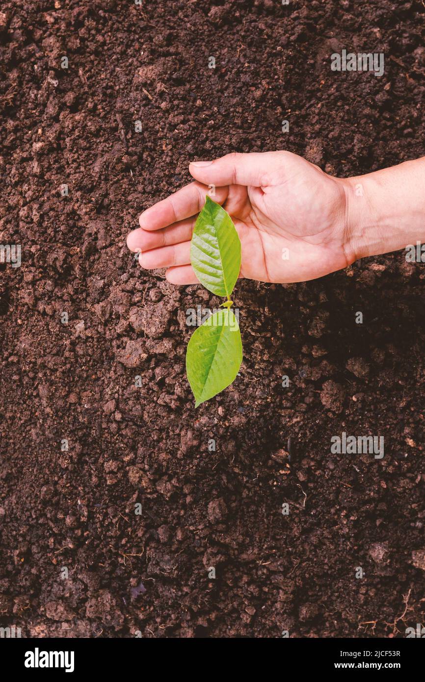 A small tree and hands are planting trees tenderly Stock Photo - Alamy
