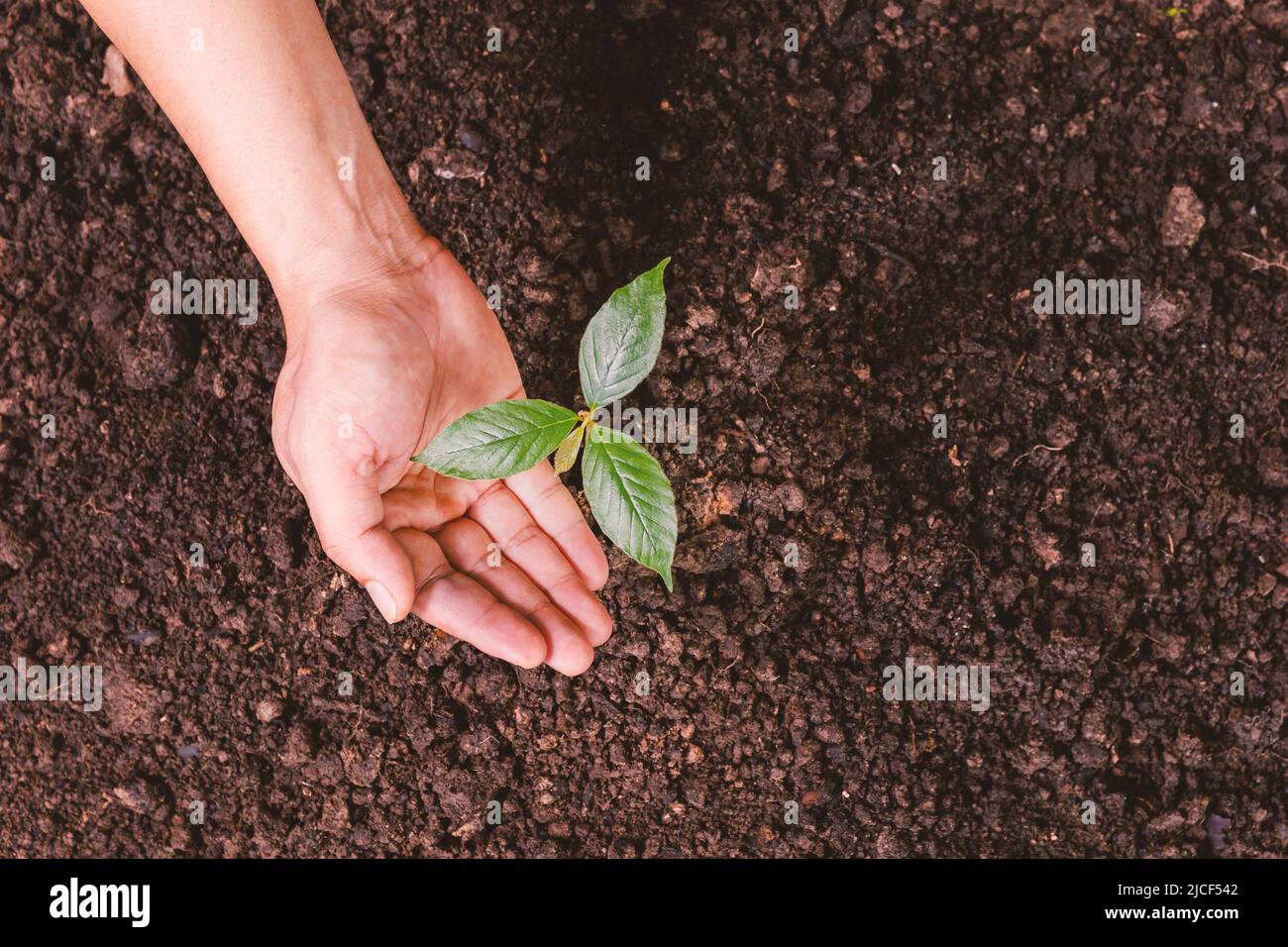 A small tree and hands are planting trees tenderly Stock Photo - Alamy