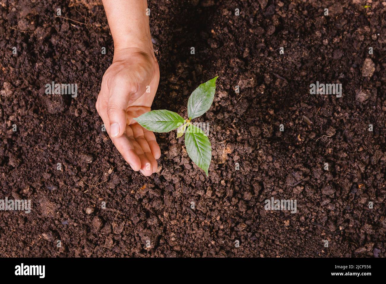 A small tree and hands are planting trees tenderly Stock Photo - Alamy