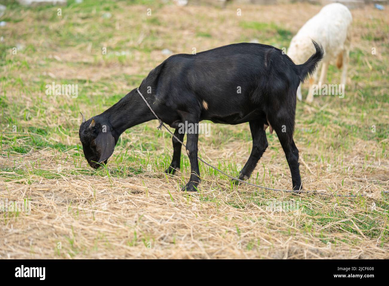 black goat in field, free. Steep goats.Goats eating grass,Goat on a ...