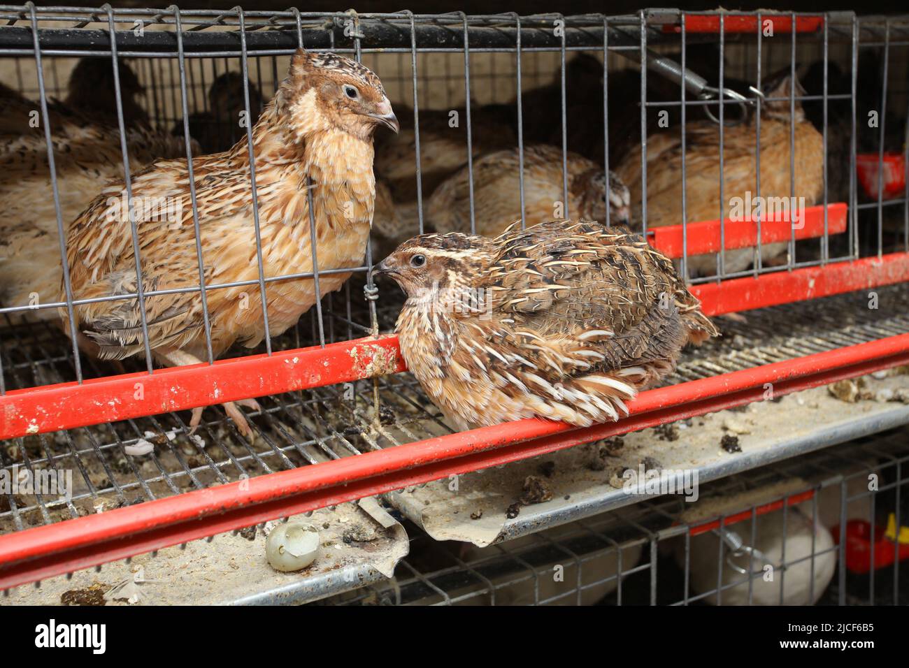 quail birds at the farm Stock Photo - Alamy