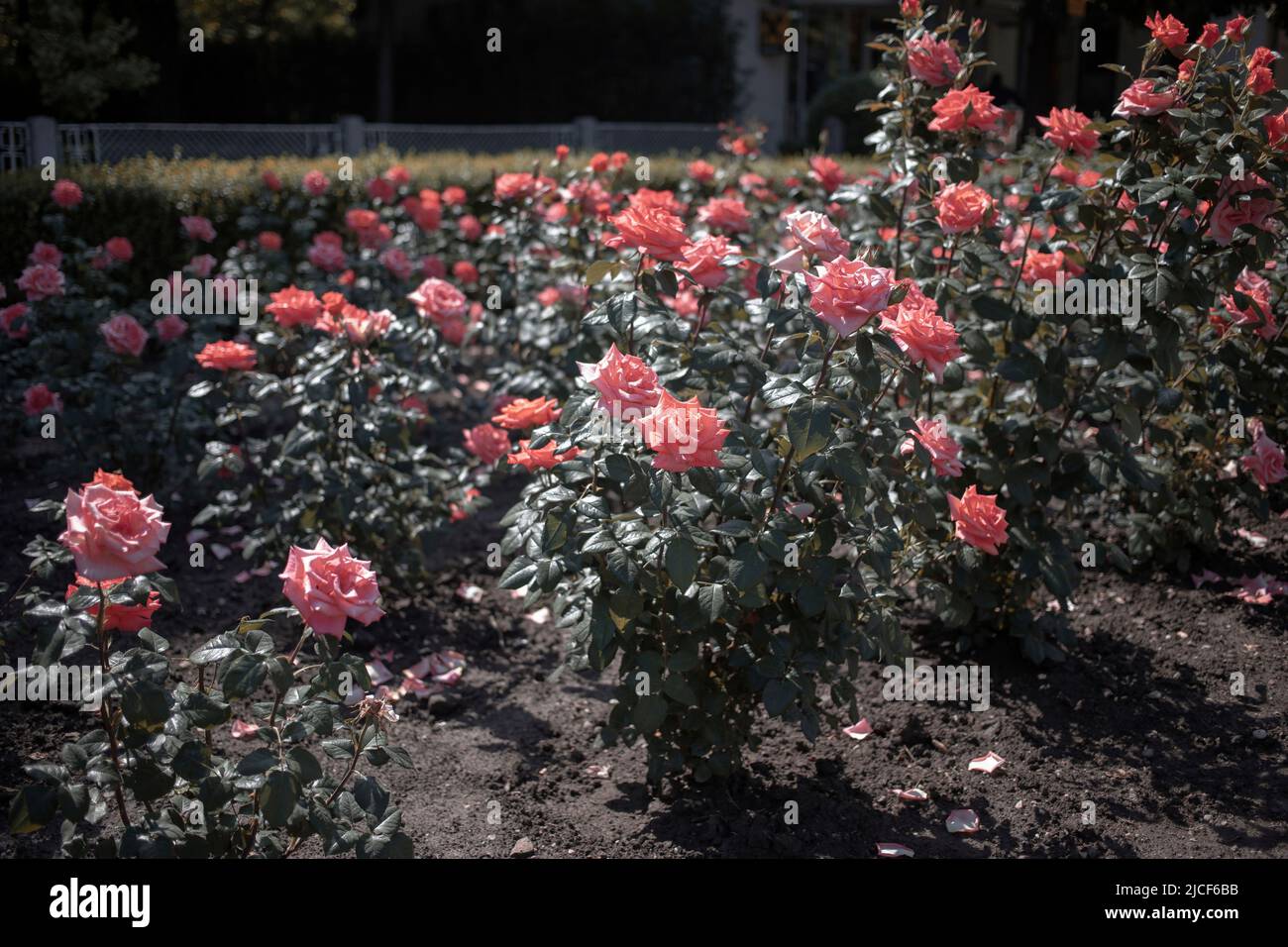 Coral red roses growing in a garden Stock Photo - Alamy