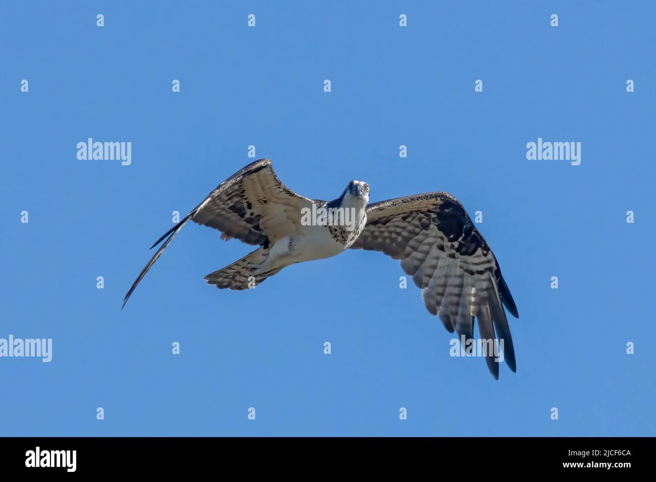 An Osprey, Pandion haliaetus, in flight on South Padre Island, Texas ...