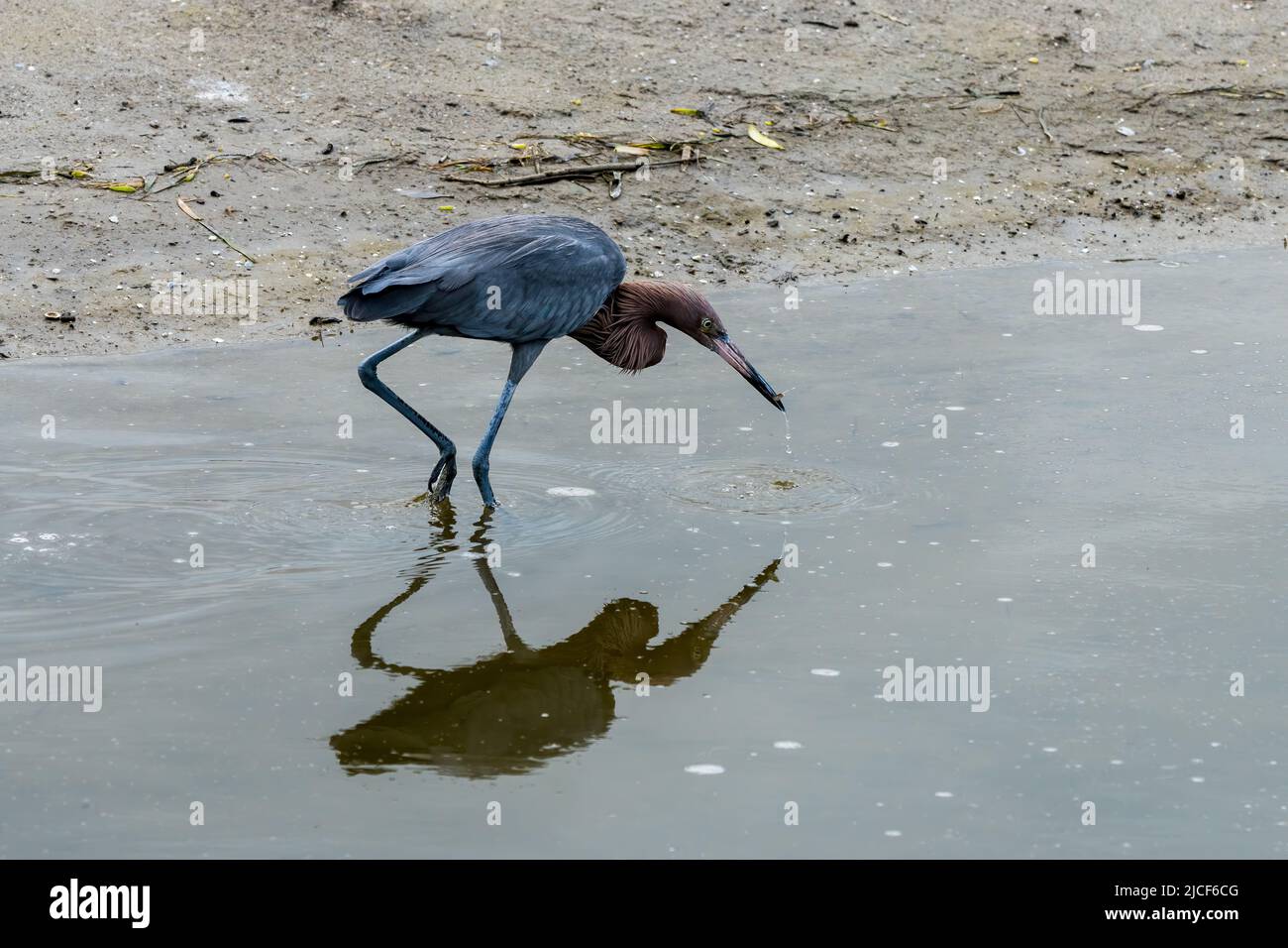 A Reddish Egret, Egretta rufescens, with a small fish in a wetland ...