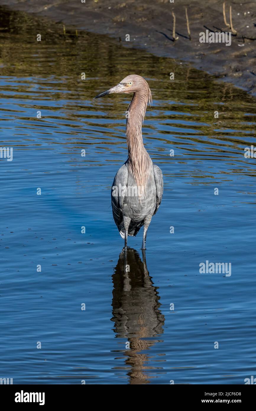 A Reddish Egret Egretta rufescens, in a wetland marsh in the South ...