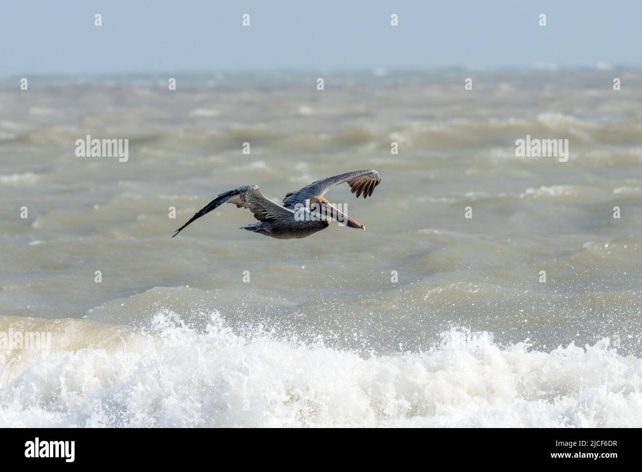 A Brown Pelican, Pelecanus occidentalis, flying over the surf at South ...