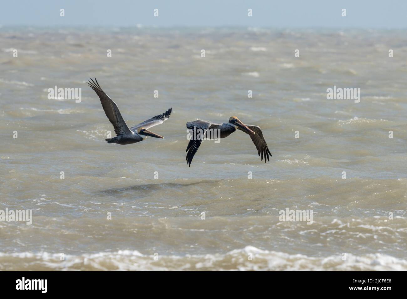 Two Brown Pelicans, Pelecanus occidentalis, flying over the Gulf of ...