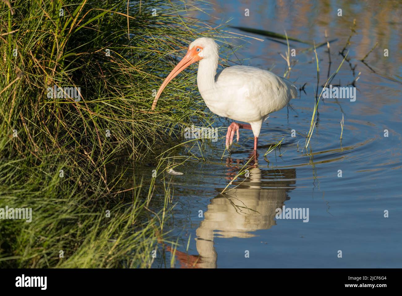 An American White Ibis, Eudocimus albus, wading in a marshy wetland ...