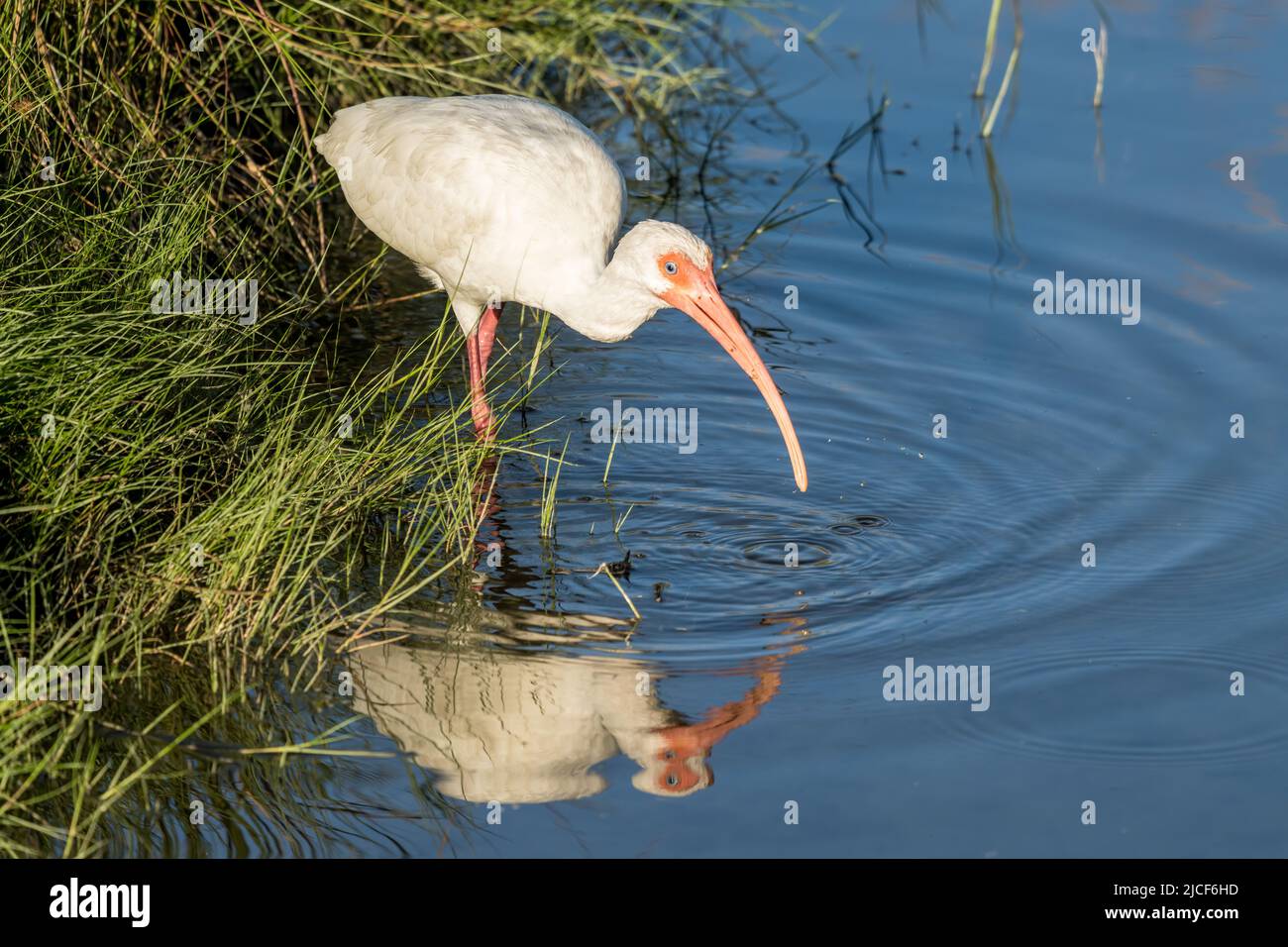 An American White Ibis, Eudocimus albus, foraging for prey in a marshy ...
