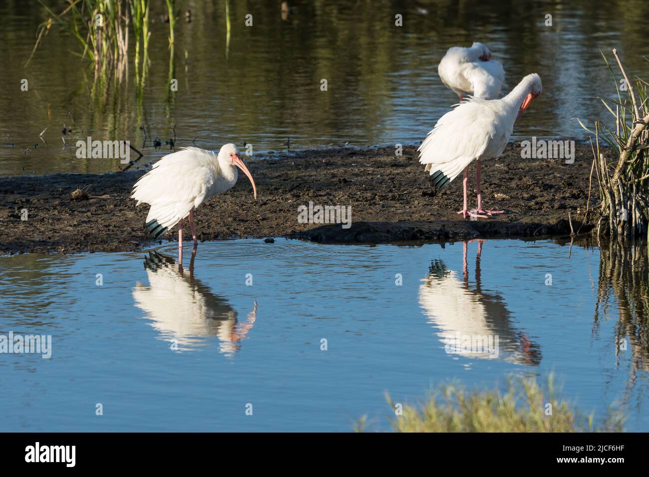 American White Ibis, Eudocimus albus, reflected in a marshy wetland ...