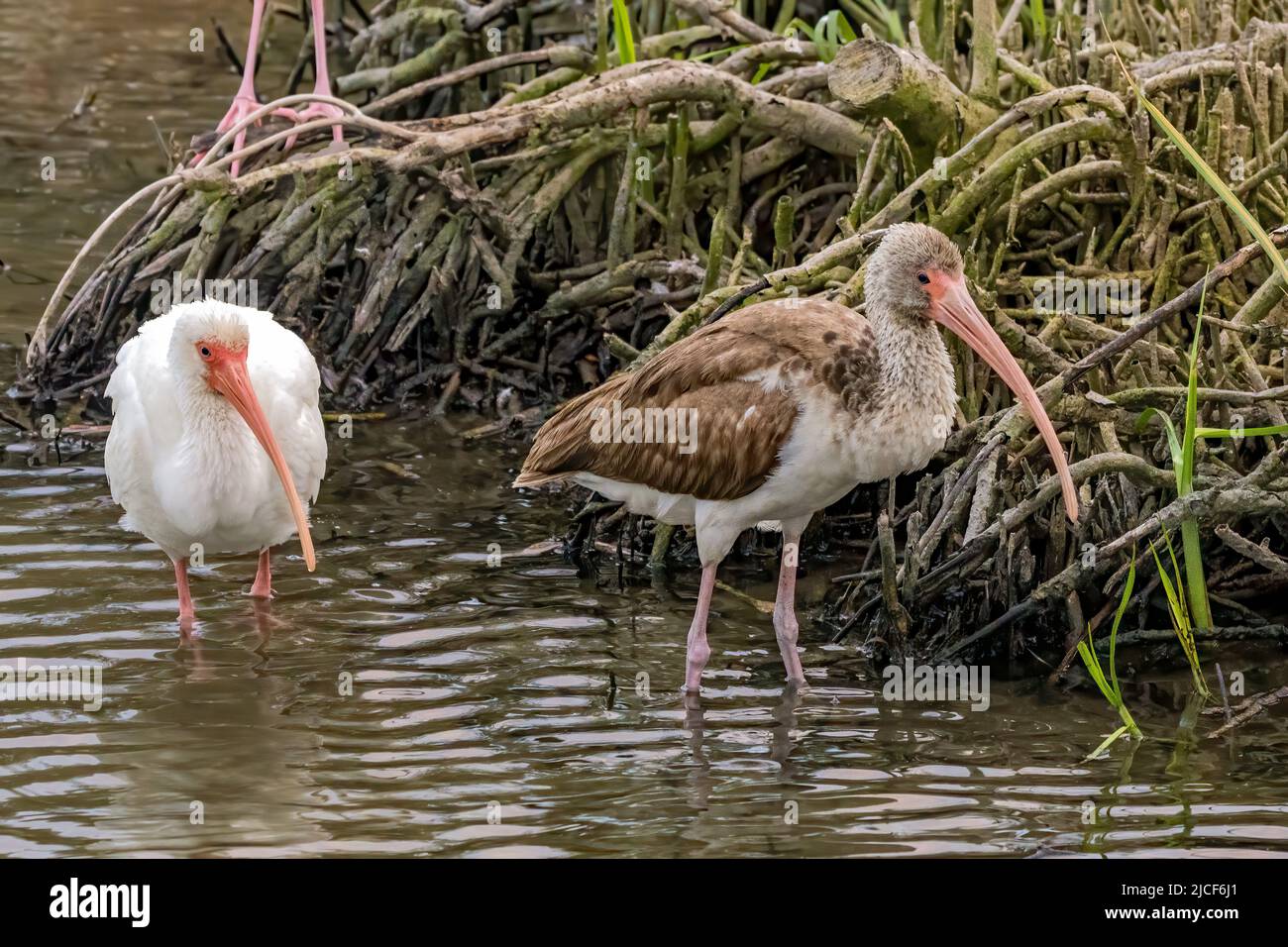 A juvenile American White Ibis, Eudocimus albus, in a wetland marsh in ...
