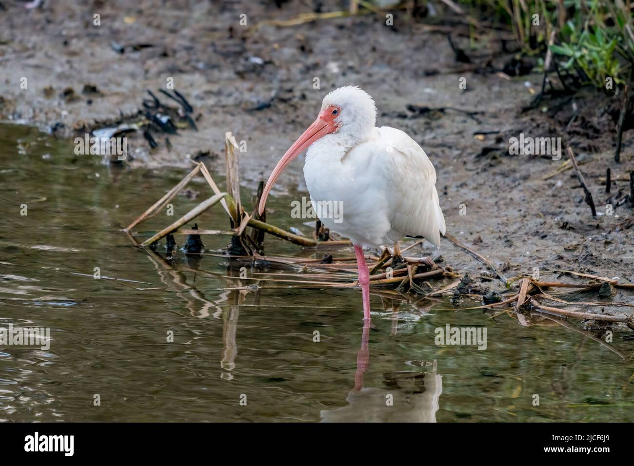 An American White Ibis, Eudocimus albus, balanced on one foot in a ...