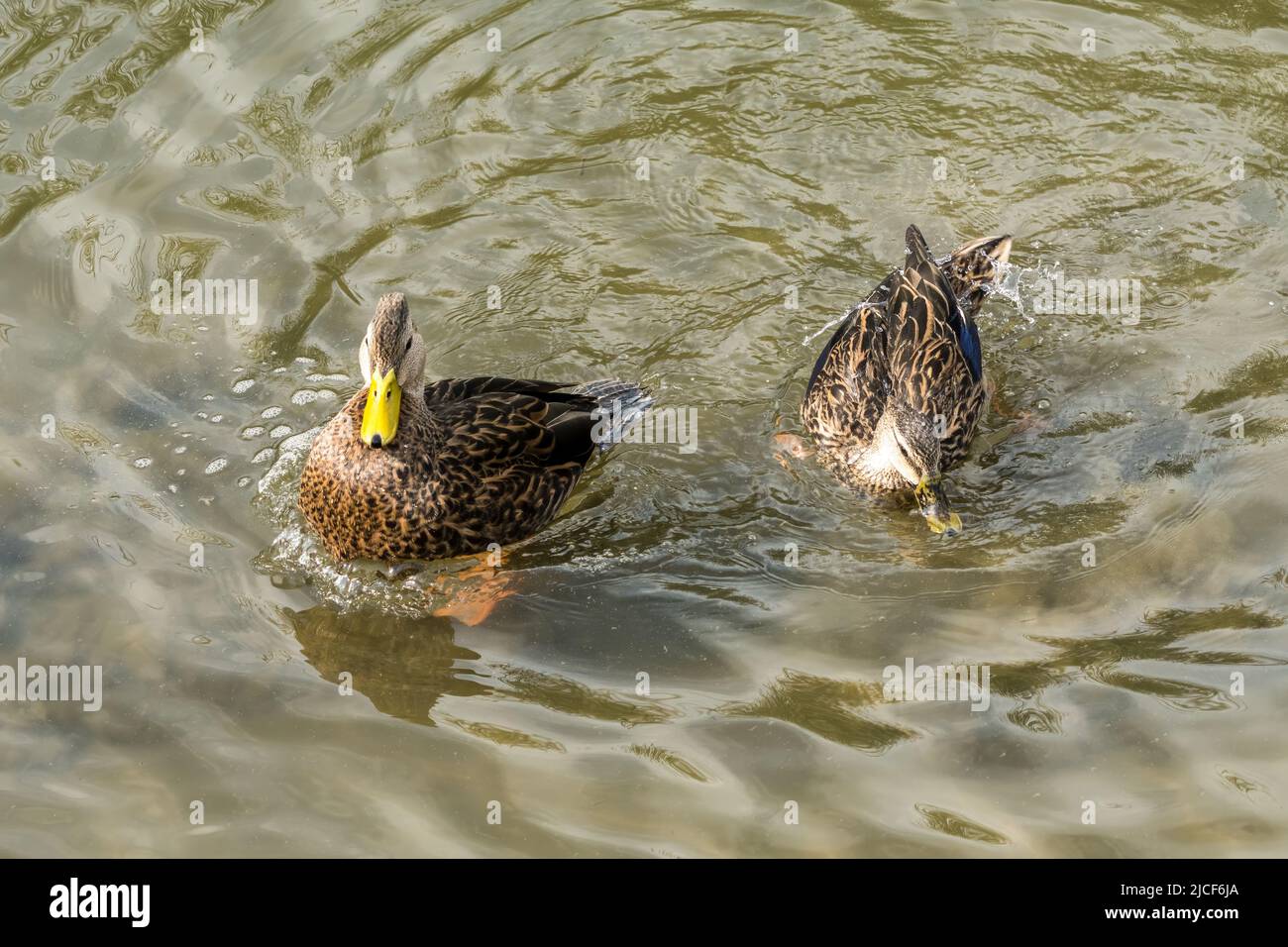 A mating pair of Mottled Ducks, Anas fulvigula, in the wetlands of the ...