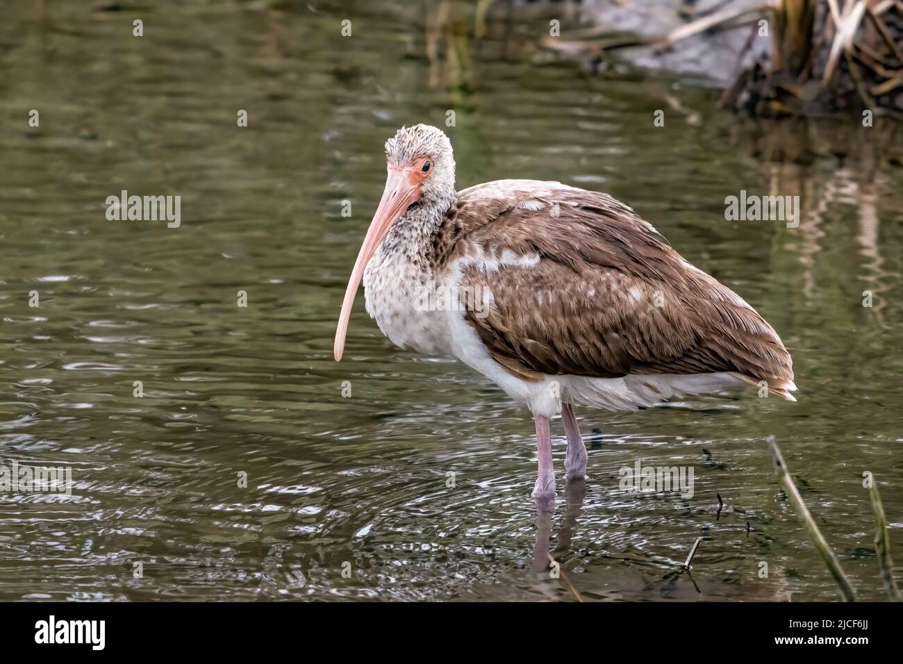 A Juvenile American White Ibis Eudocimus Albus In A Wetland Marsh In