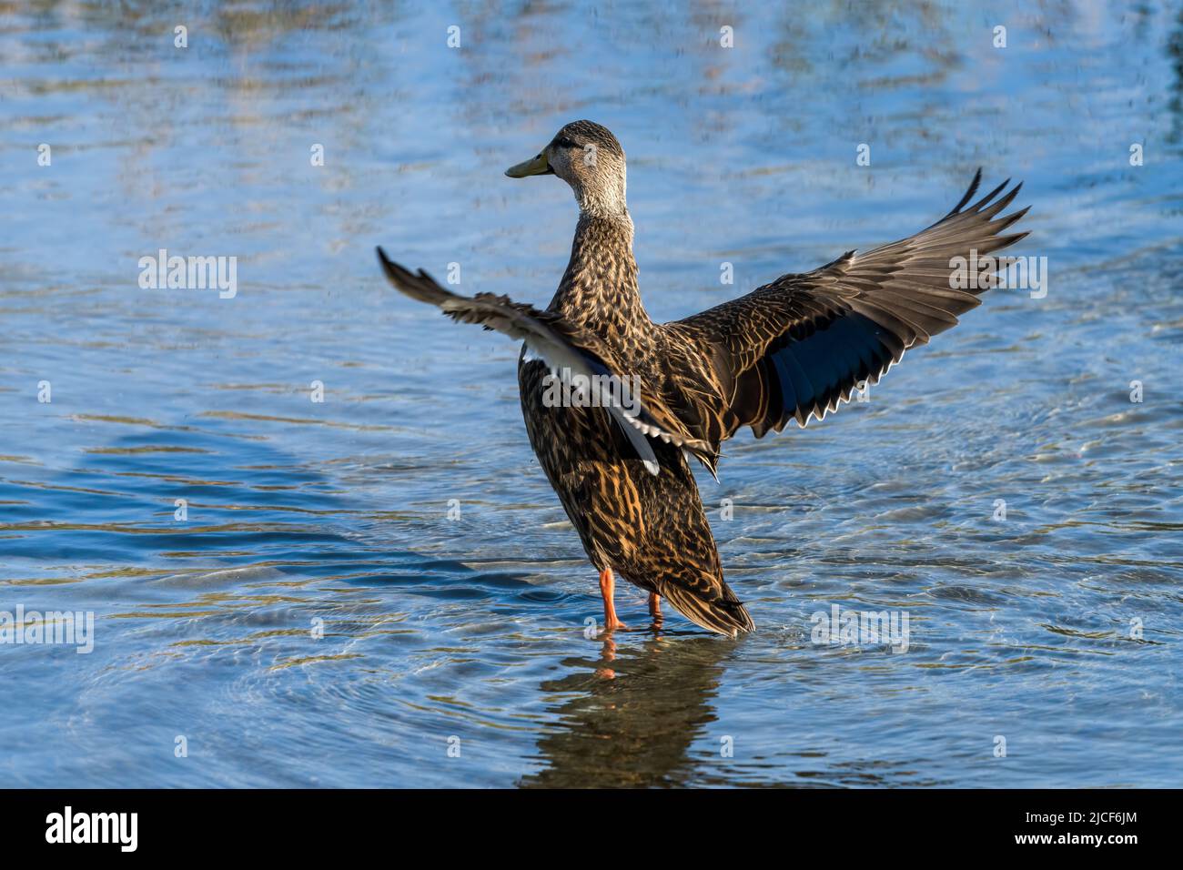A Mottled Duck drake, Anas fulvigula, stretching its wings in the ...