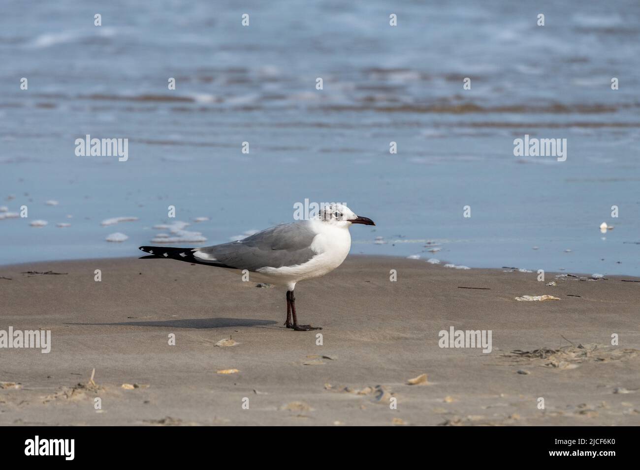 A Laughing Gull, Leucophaeus atricilla, standing on the sandy beach on ...