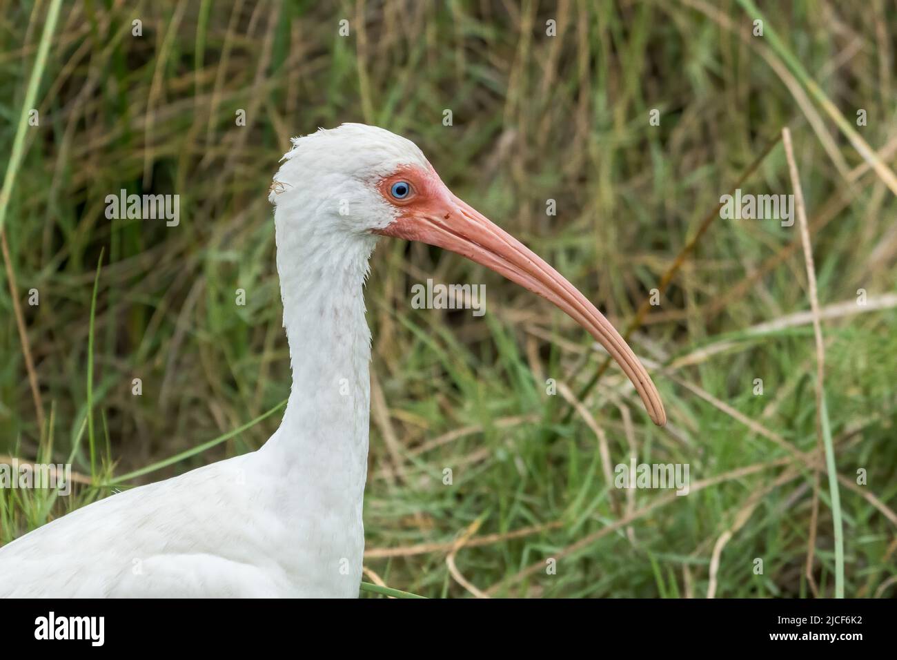 Portait of an American White Ibis, Eudocimus albus, in a marshy wetland ...