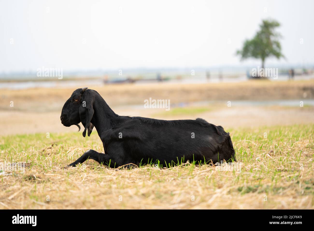 black goat in field, free. Steep goats.Goats eating grass,Goat on a ...