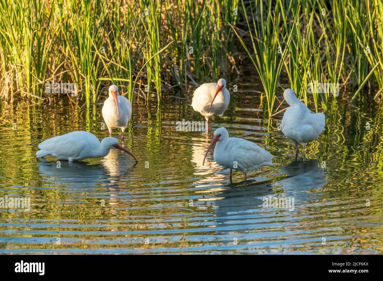 American White Ibis, Eudocimus albus, reflected in a marshy wetland ...