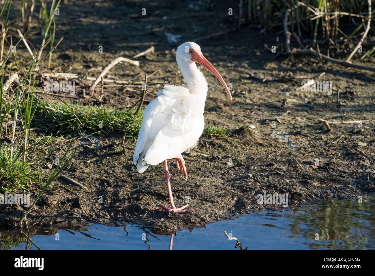 An American White Ibis, Eudocimus albus, balanced on one foot in a ...