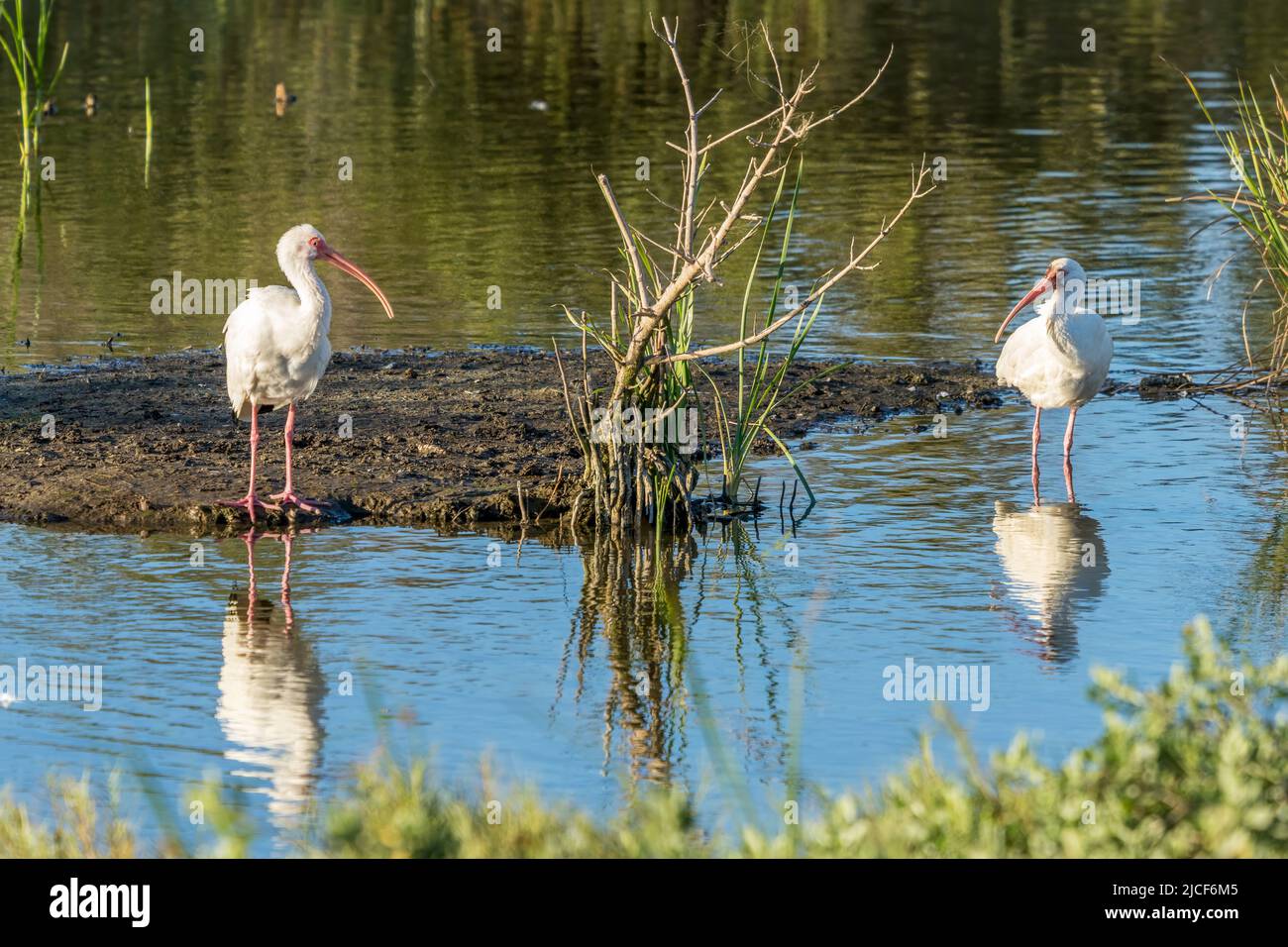 American White Ibis, Eudocimus albus, reflected in a marshy wetland ...