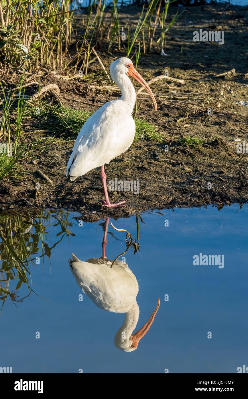 An American White Ibis, Eudocimus albus, balanced on one foot in a ...