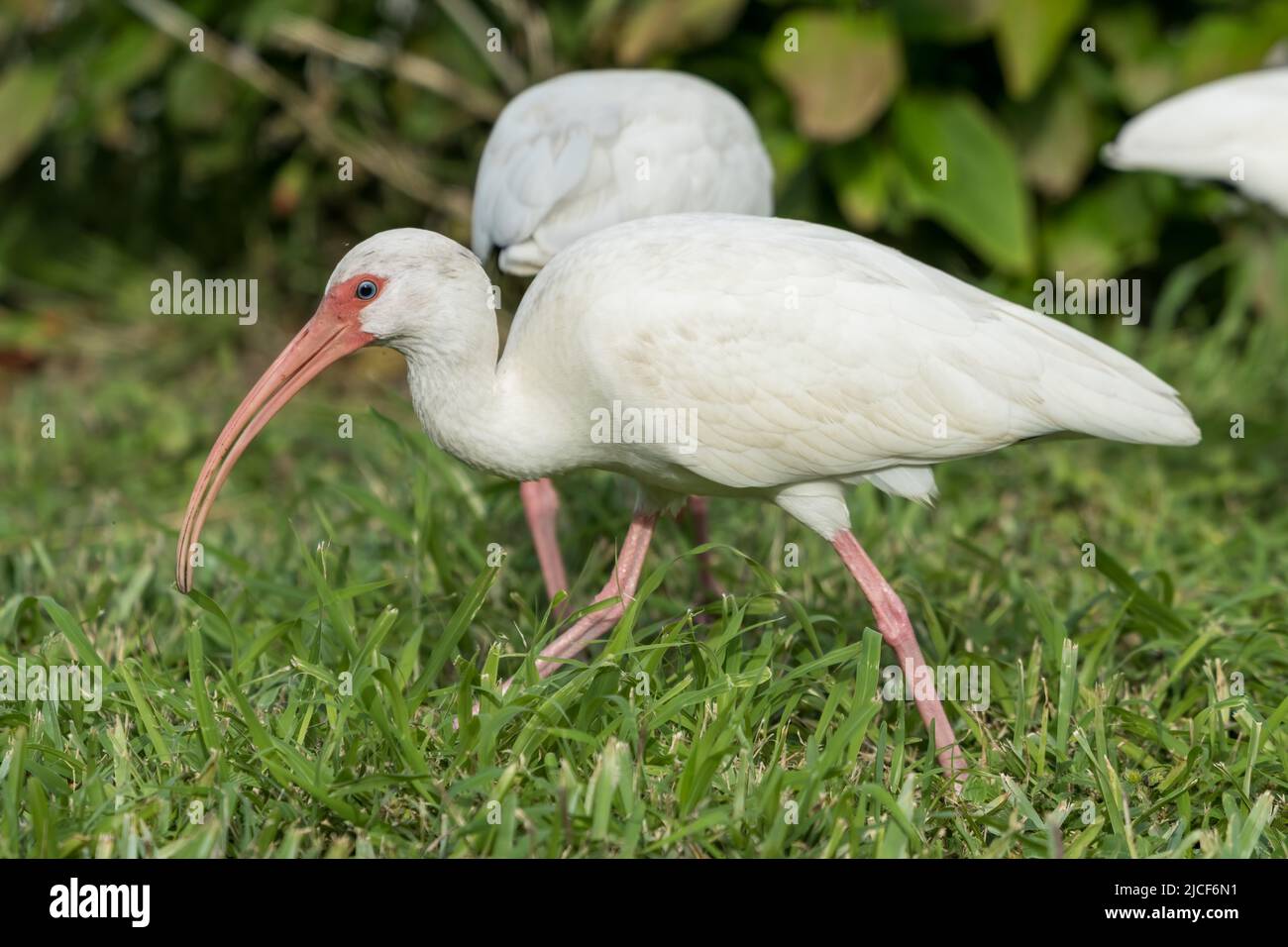 American White Ibis, Eudocimus albus, foraging for insects in the grass ...