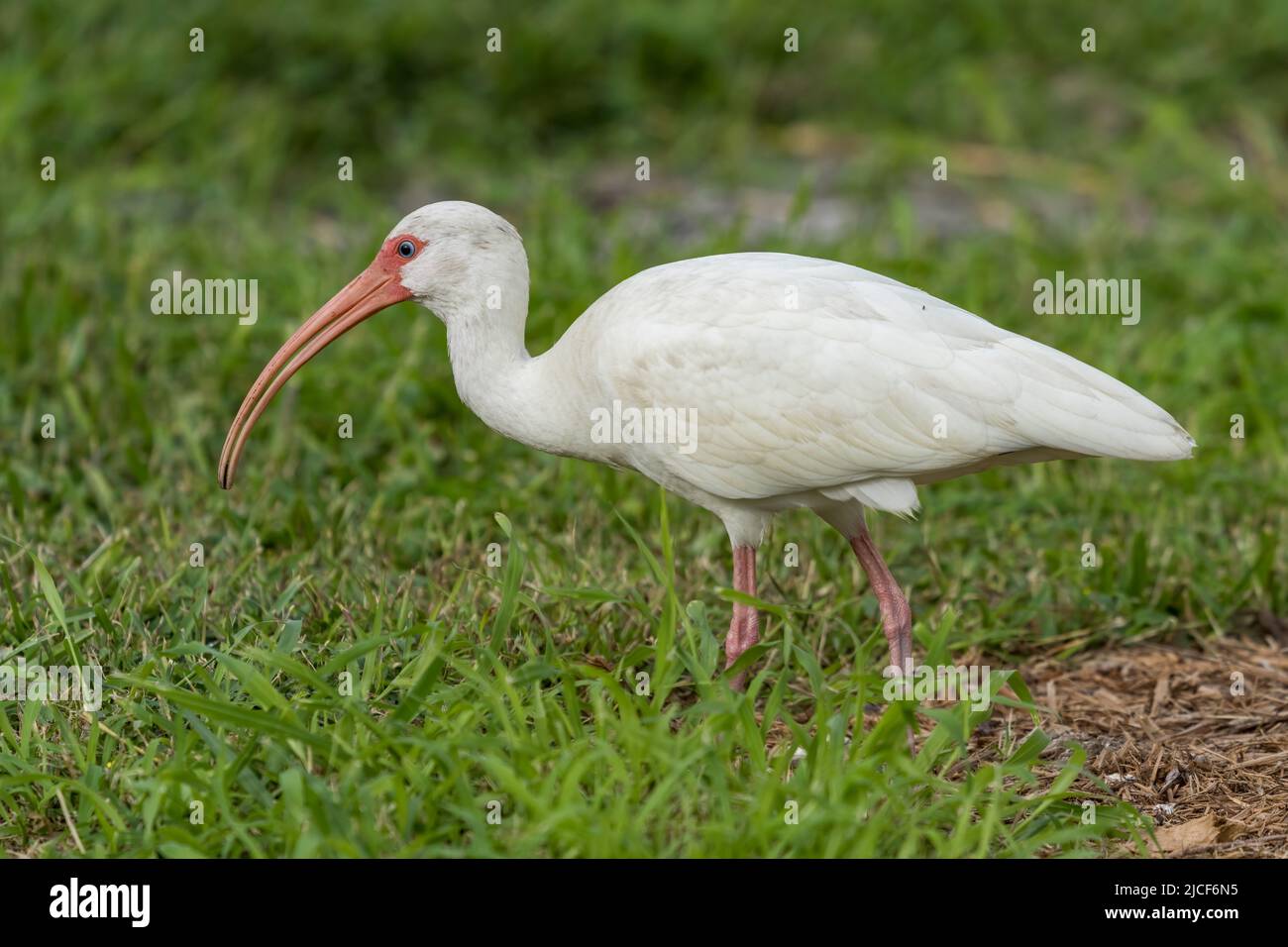 An American White Ibis, Eudocimus albus, foraging for insects in the ...