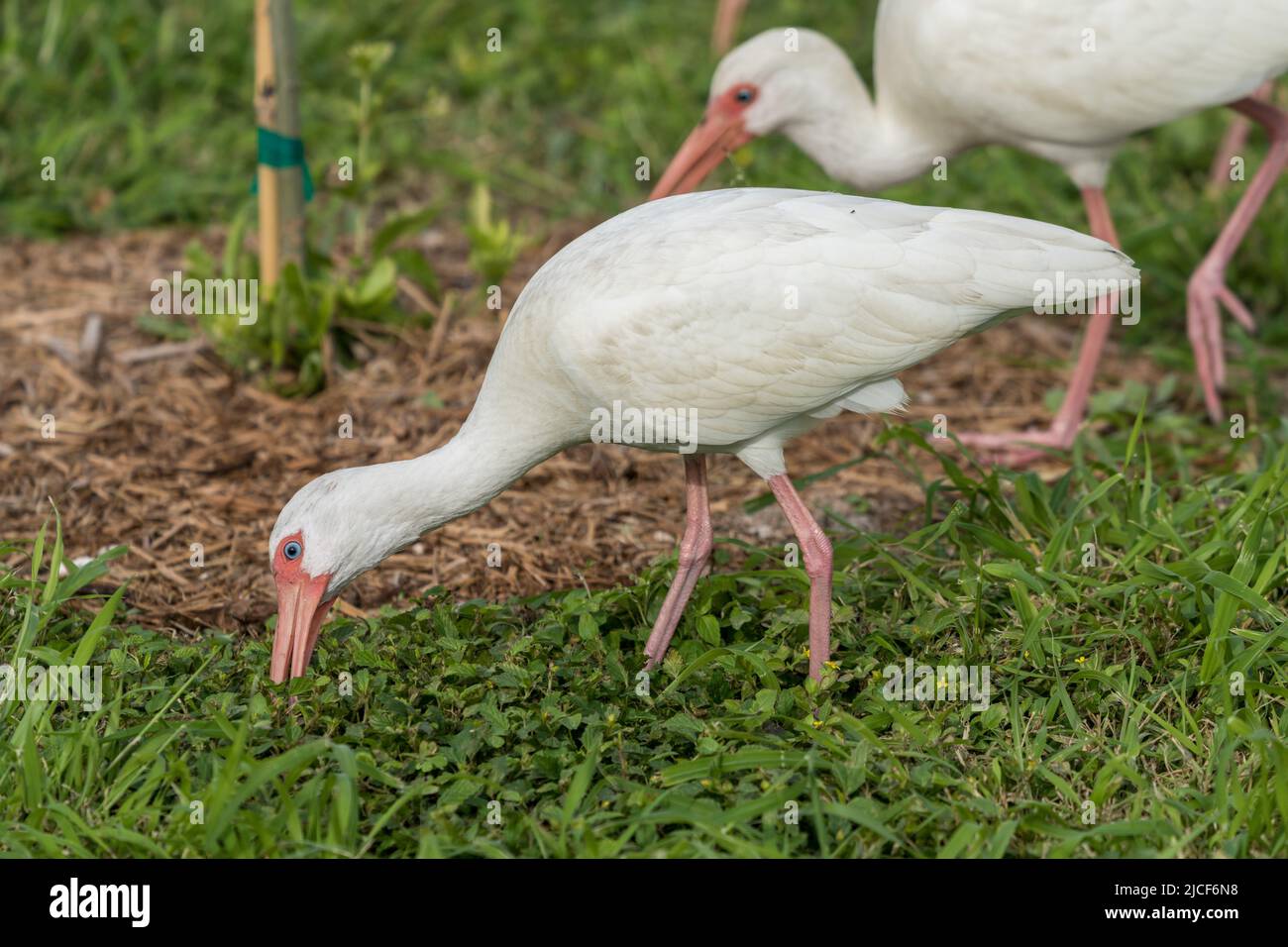 American White Ibis, Eudocimus albus, foraging for insects in the grass ...