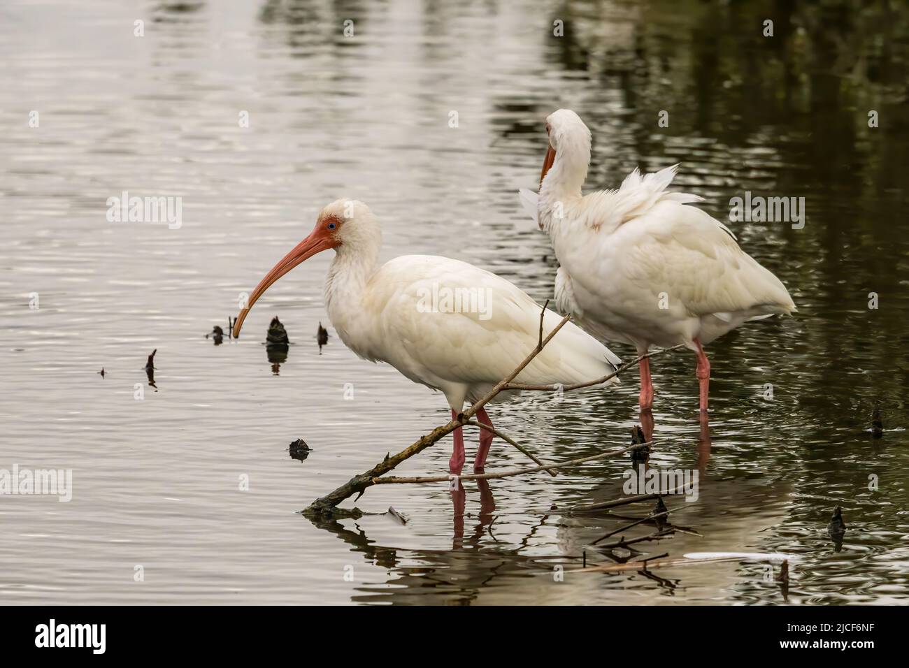 Two American White Ibis, Eudocimus albus, in a marshy wetland. South ...