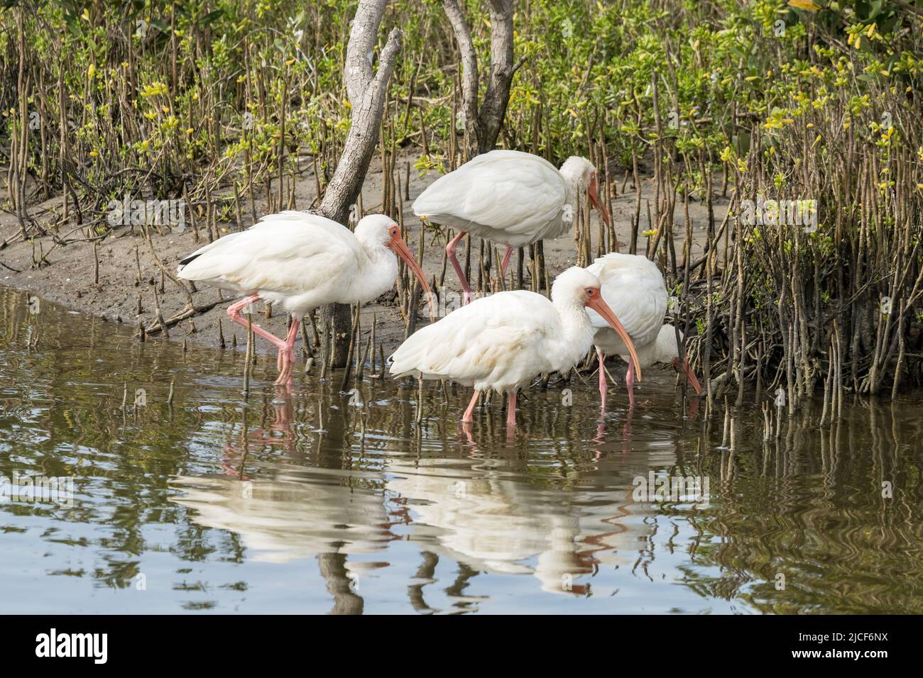 American White Ibis, Eudocimus albus, foraging for prey in a marshy ...