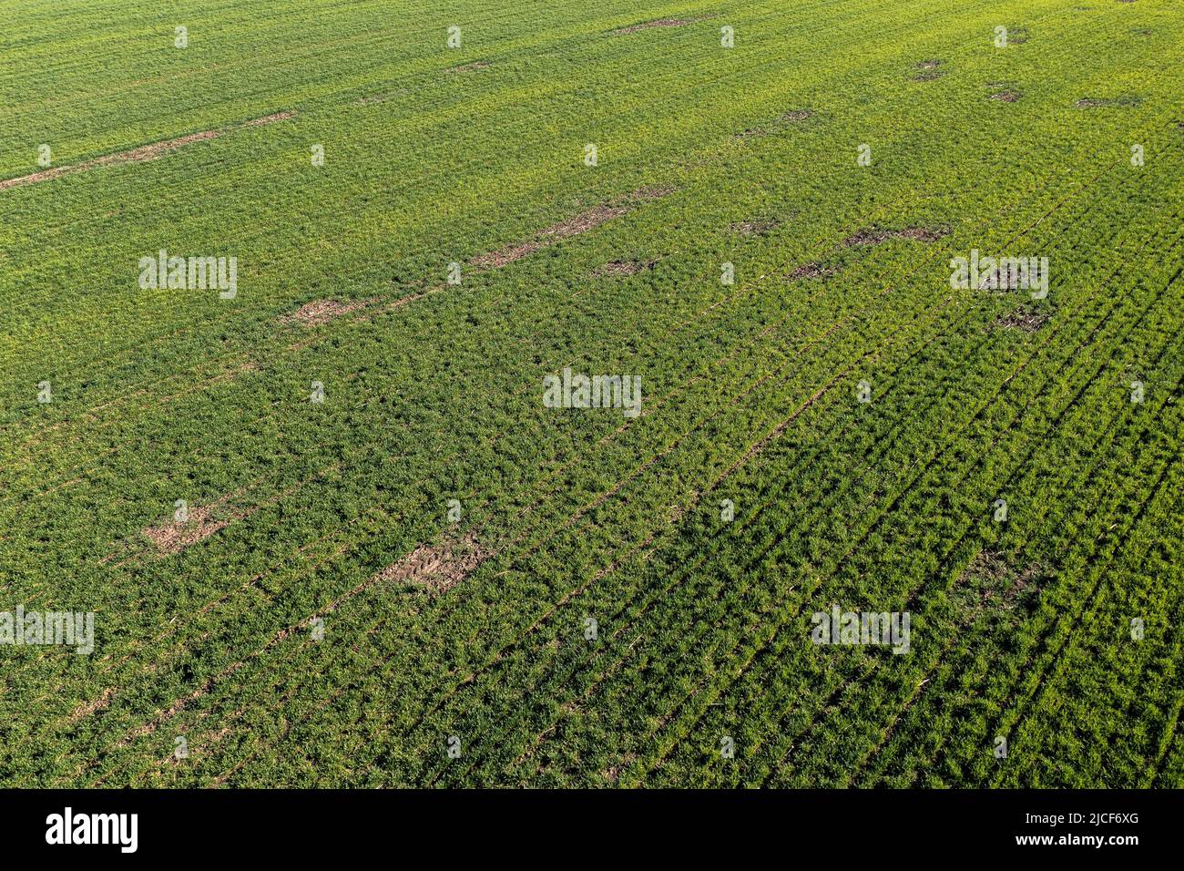 Damaged wheat crop seedling field, high angle view Stock Photo - Alamy