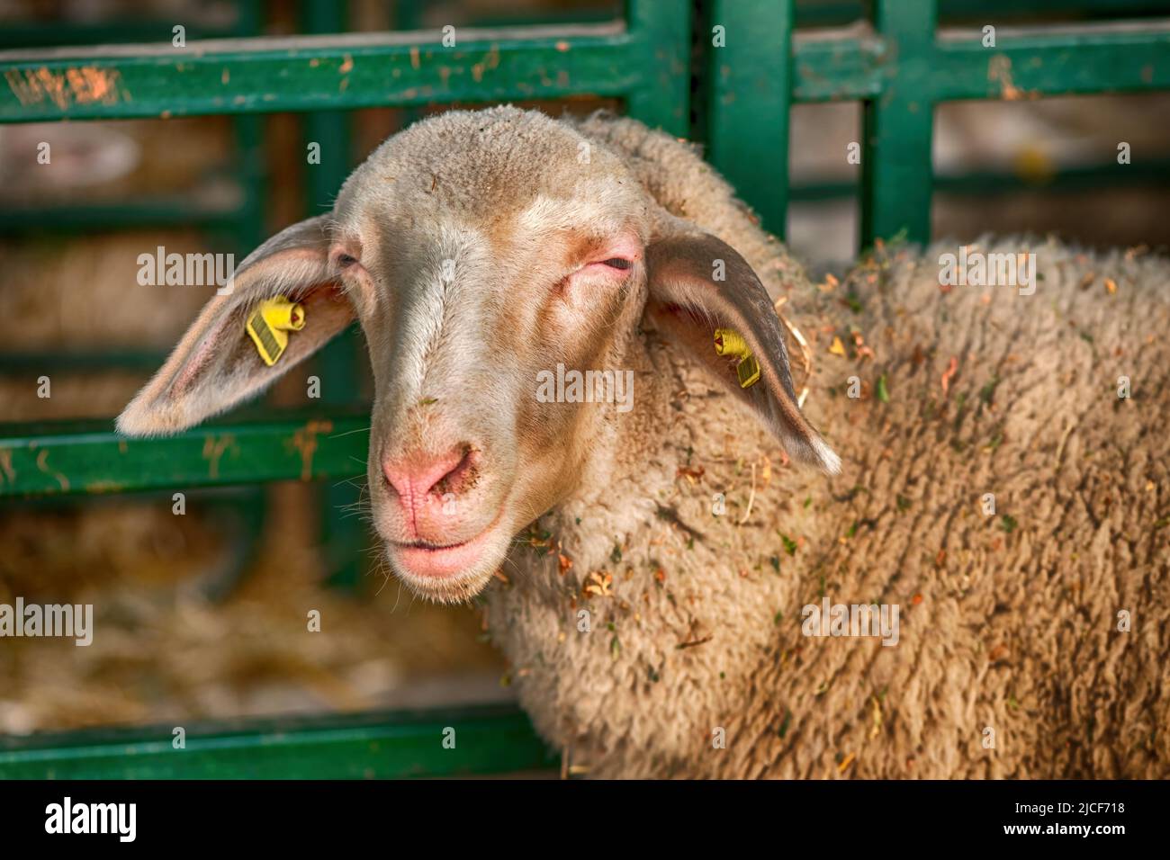 Merino meat sheep hi-res stock photography and images - Alamy