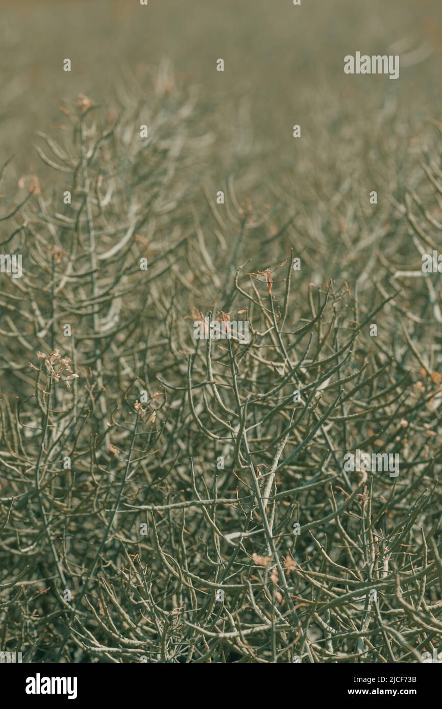 Rapeseed pod hi-res stock photography and images - Alamy