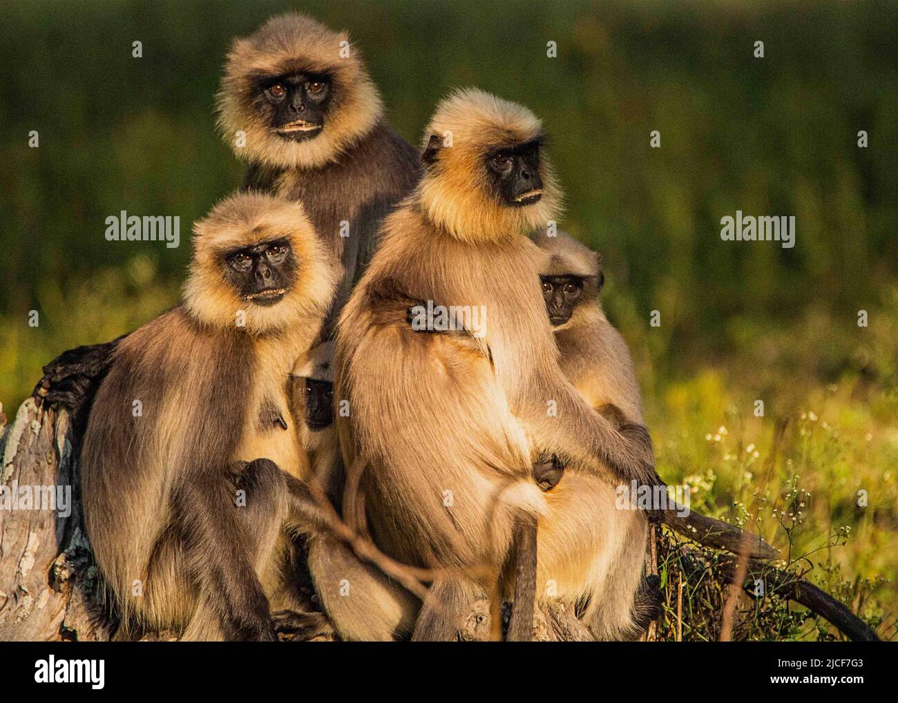Languor hi-res stock photography and images - Alamy