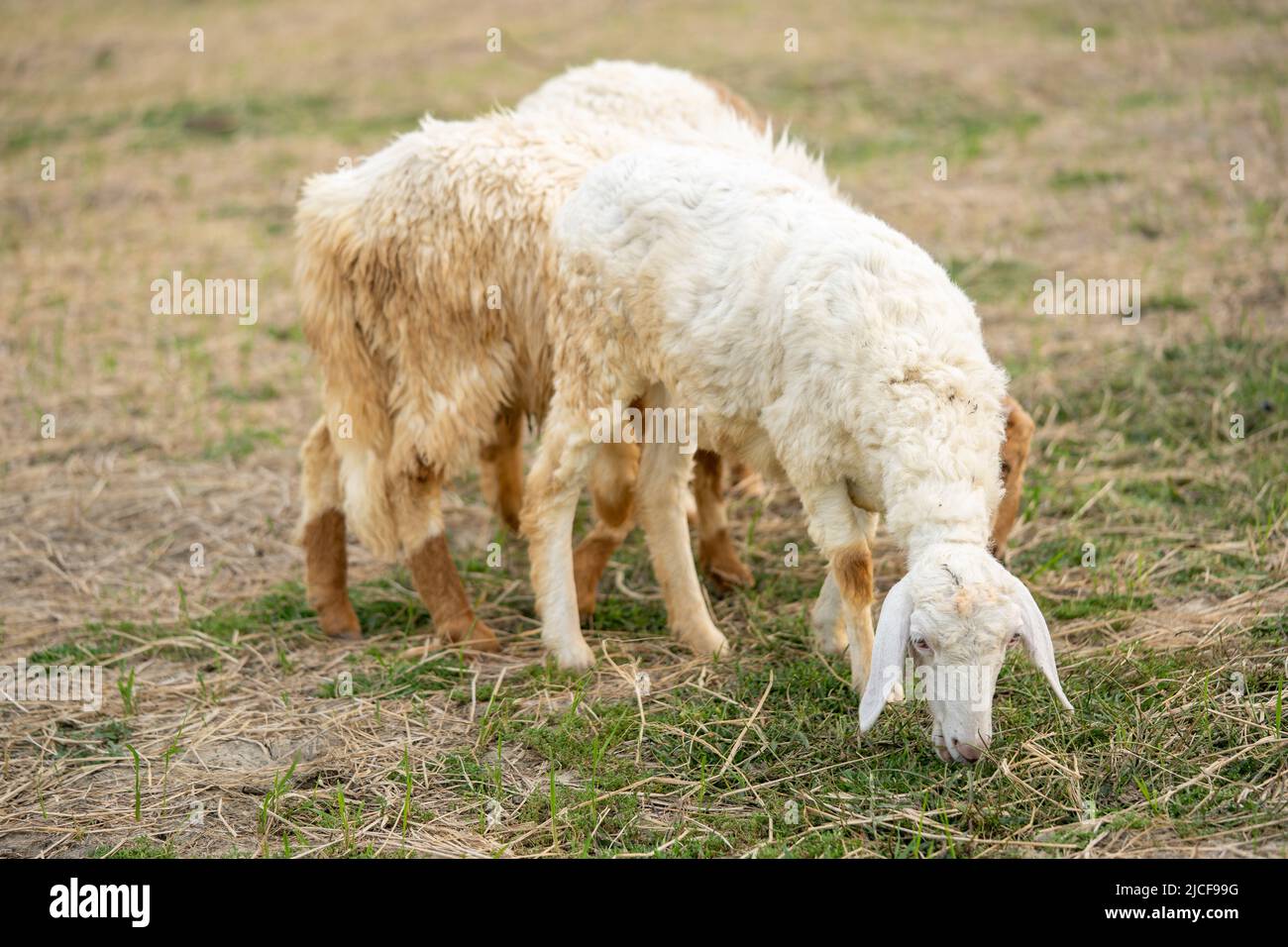 Cute sheep over a dry grass field, farm animal Stock Photo - Alamy