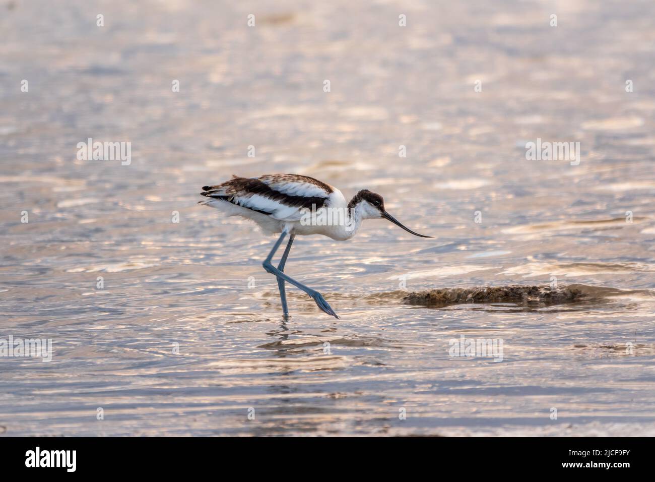 Water bird pied avocet, Recurvirostra avosetta, feeding in the lake ...