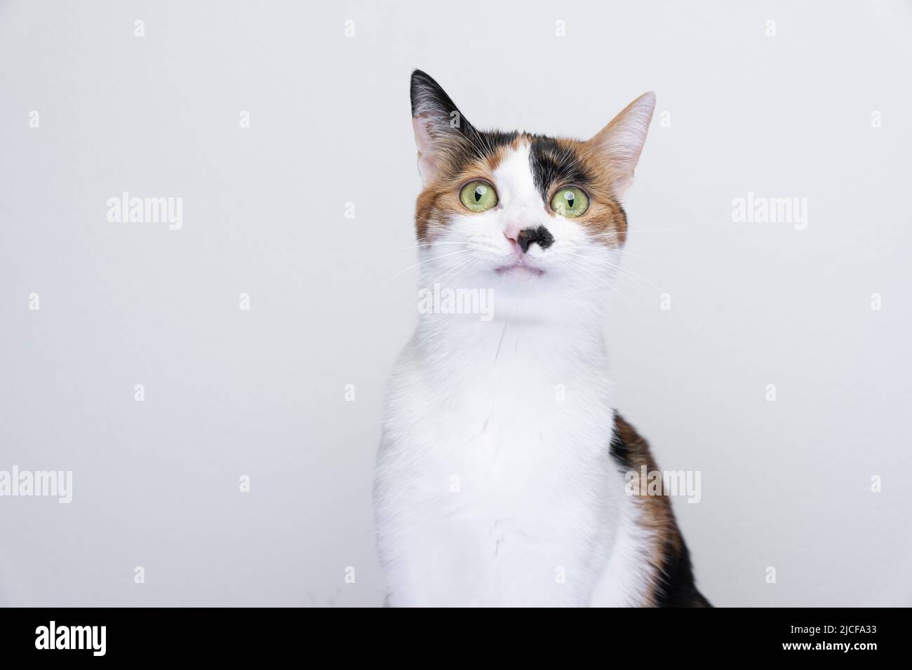 portrait of calico cat looking irritated or surprised on white ...