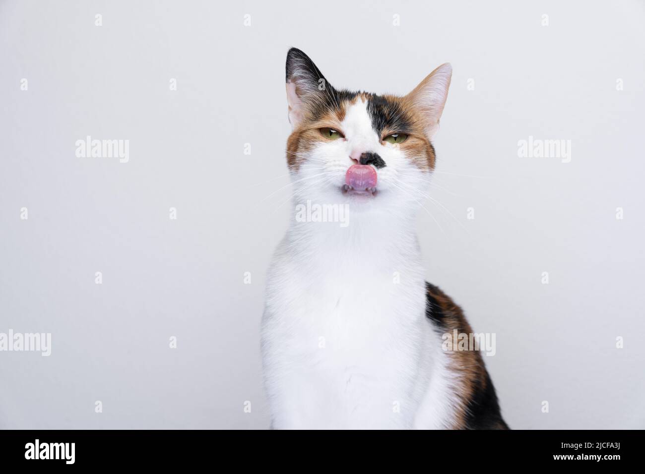 Portrait of hungry cat licking lips on white background with copy space ...