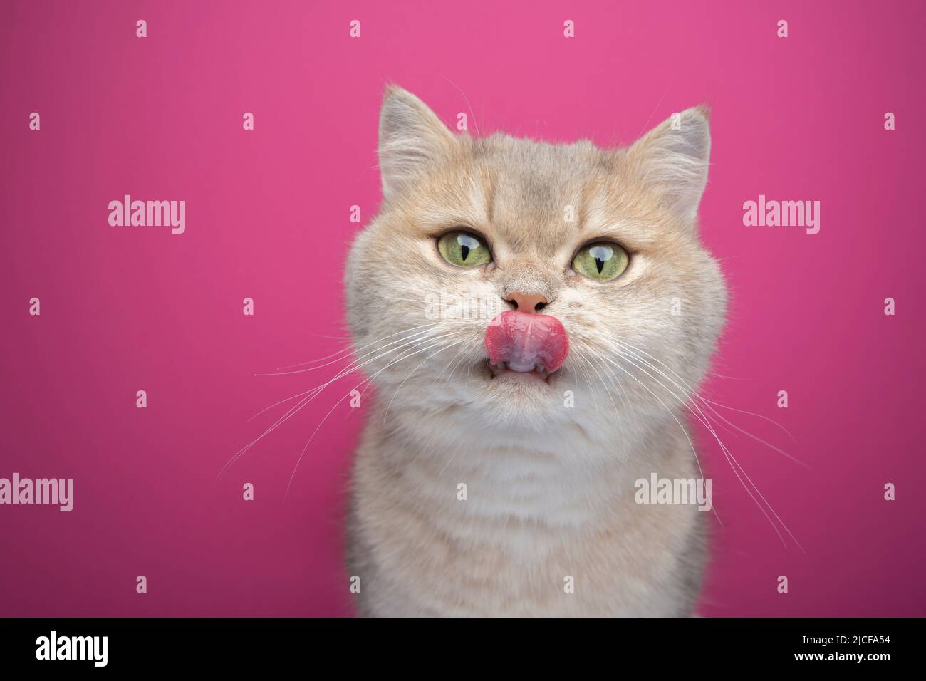 hungry cat licking lips close up portrait on pink background Stock ...